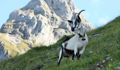 Capra al pascolo in montagna | Il GastroAmante